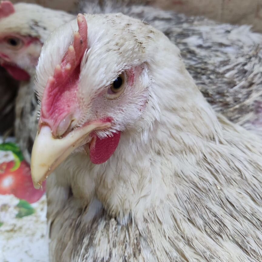 Куры бройлеры тушки мясо