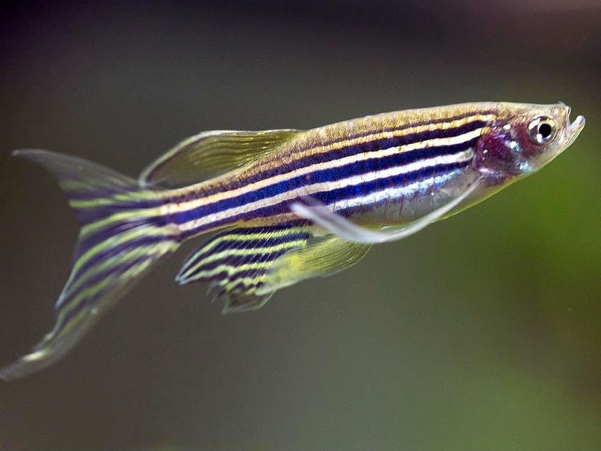 Аквариумные рыбки "данио-рерио"