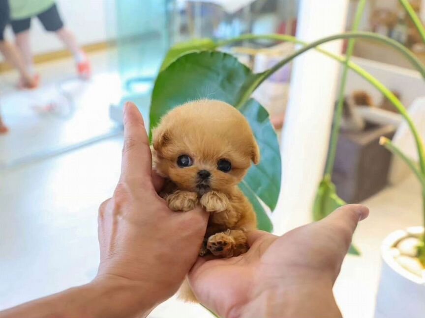Мальтипу Тикап из Кореи