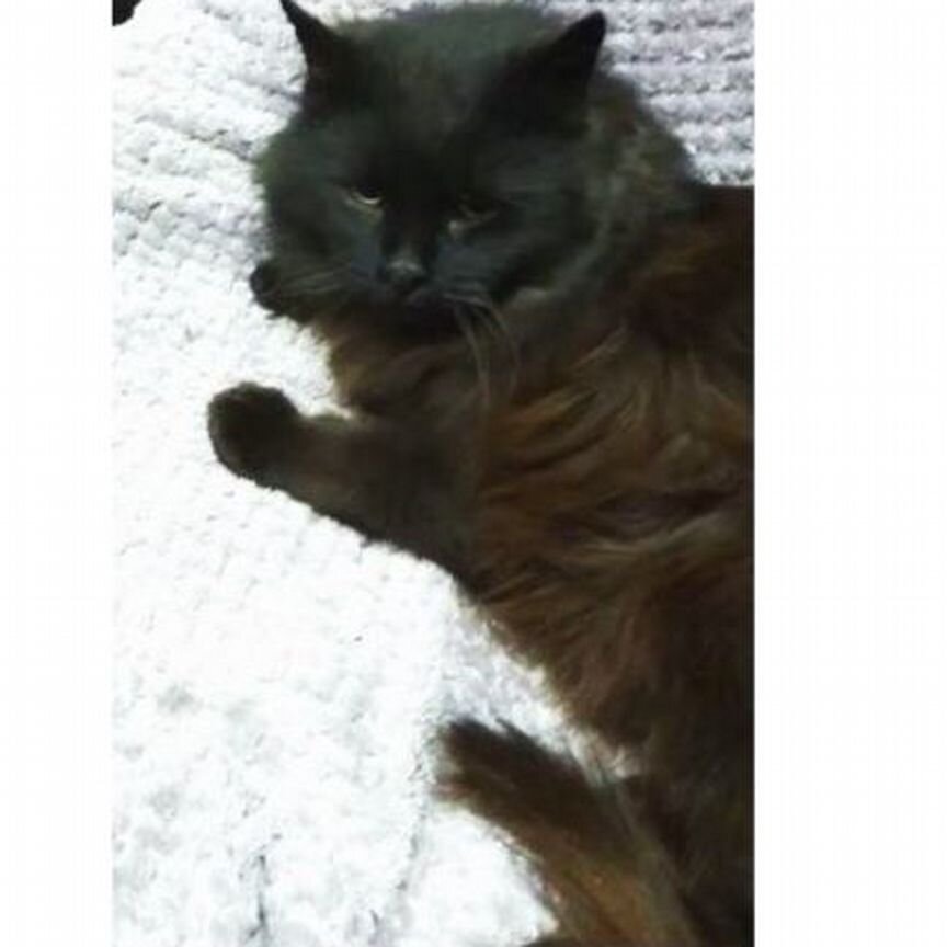 Сибирский, взрослый кот