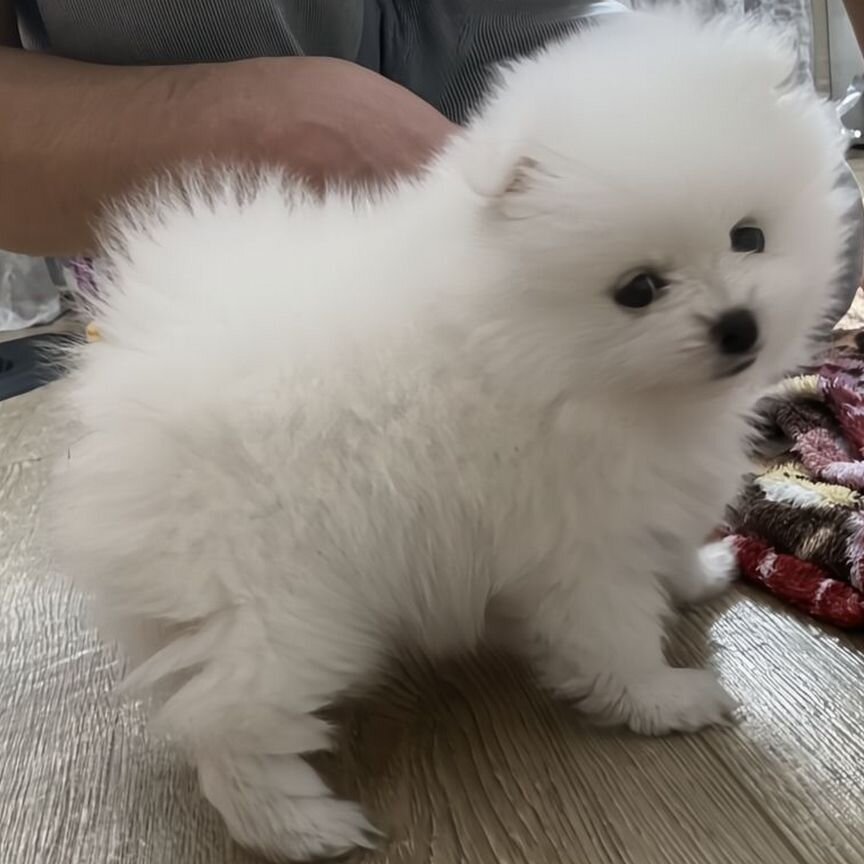 Немецкий шпиц, щенок