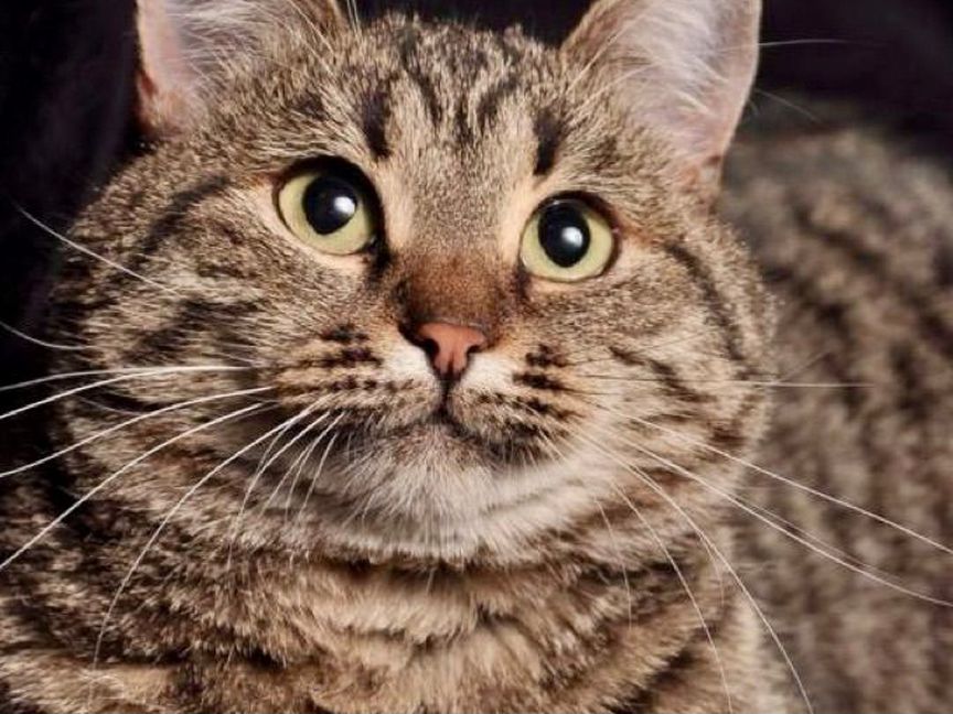 Кошка Фёкла ищет дом