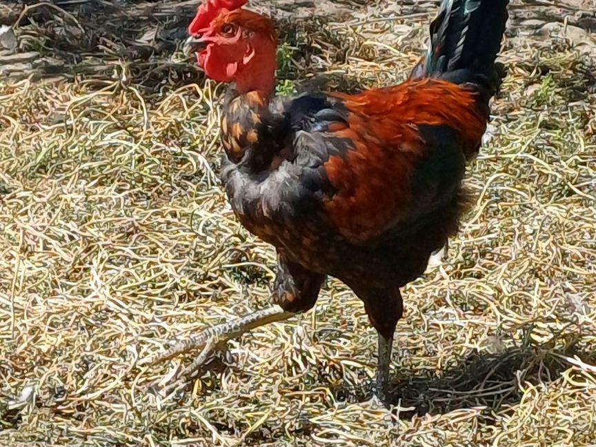 Молодые петухи