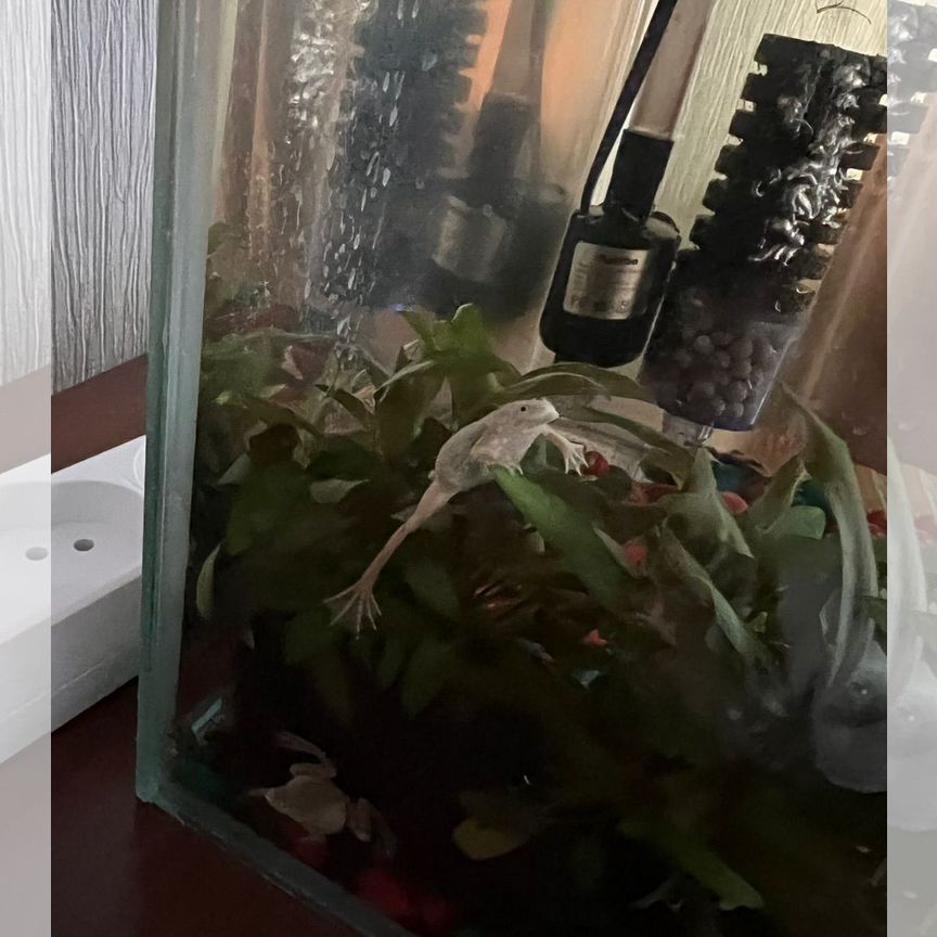 Аквариум с лягушками