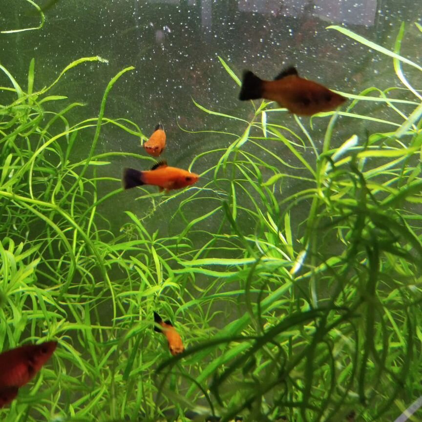 Аквариумные рыбки