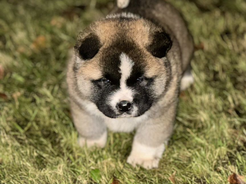 Щенки американской акиты