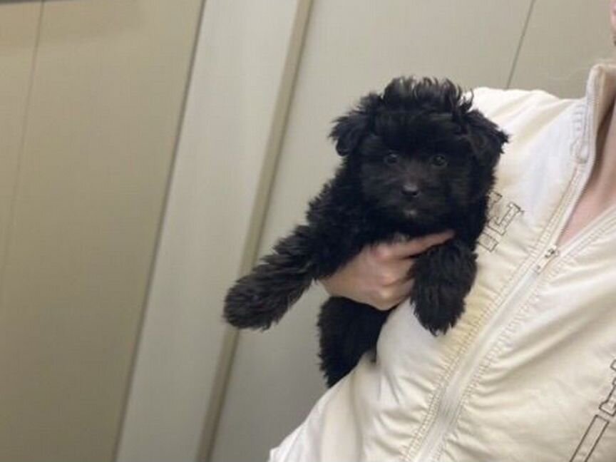 Щенки мальтипу черные