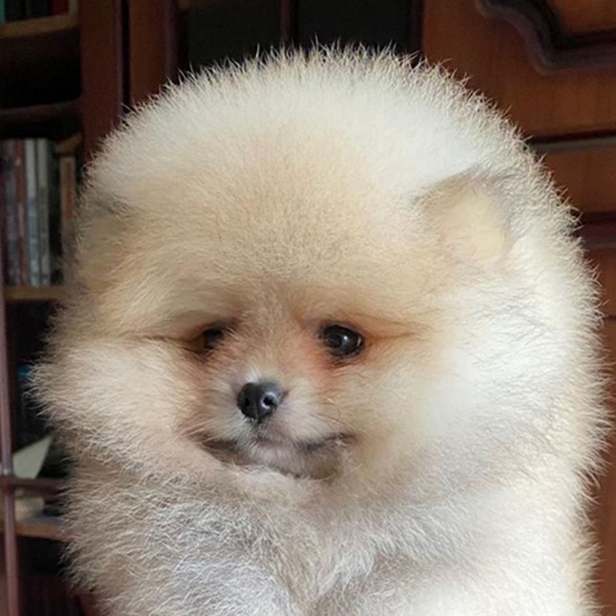 Померанский шпиц щенок мальчик