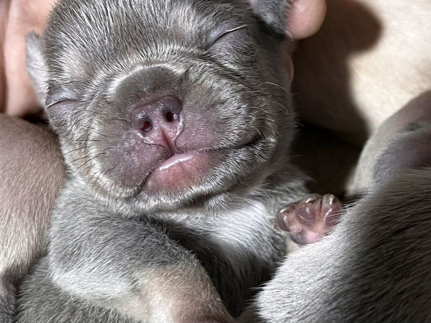 Щенки Французкого бульдога