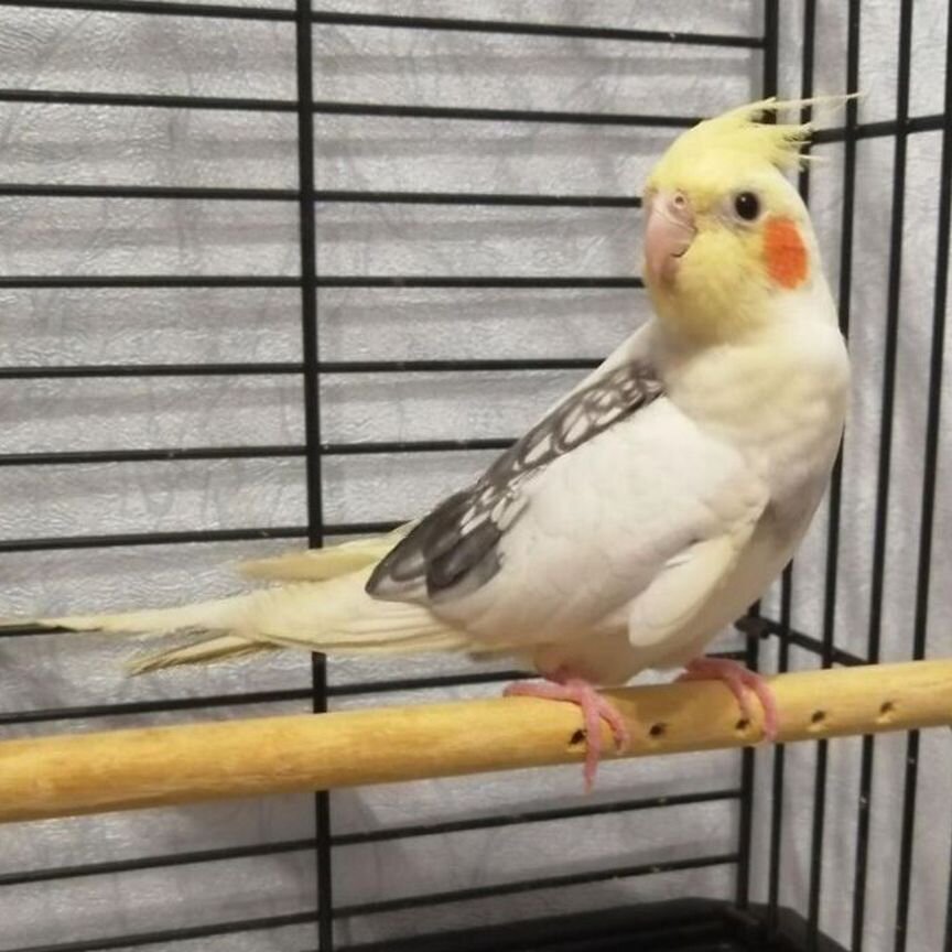 Попугай корелла