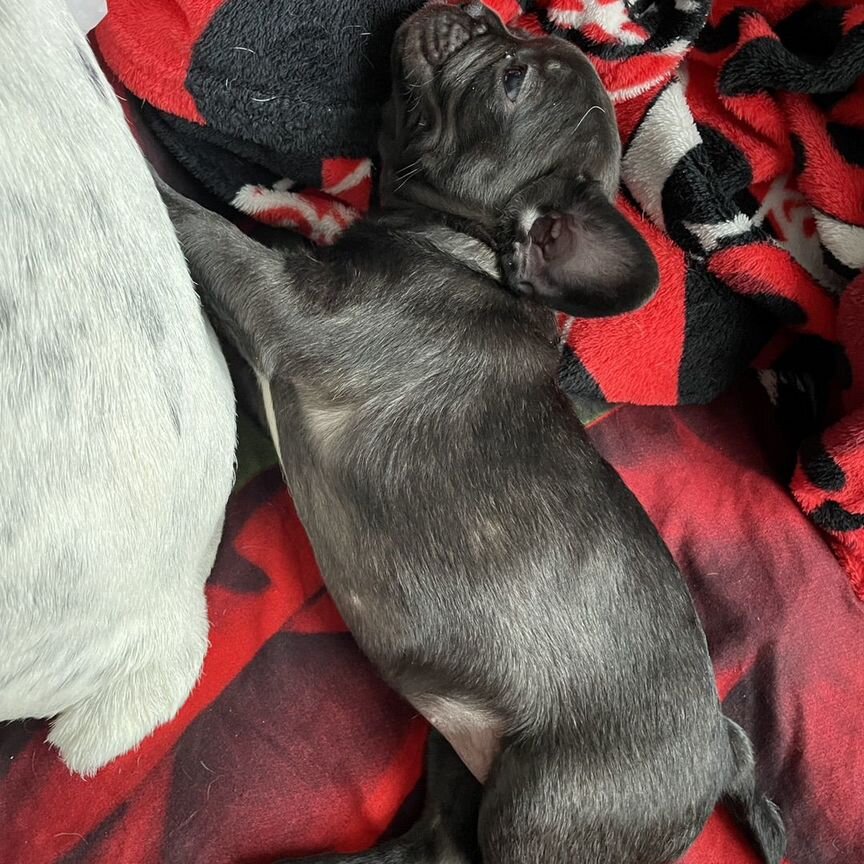 Французский бульдог, щенок