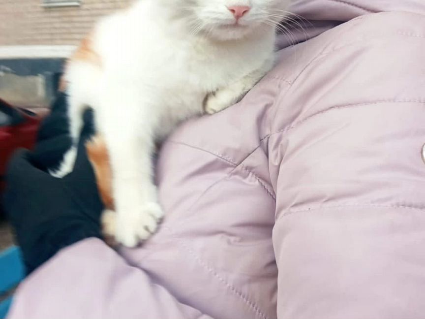 Кошка в дар бесплатно