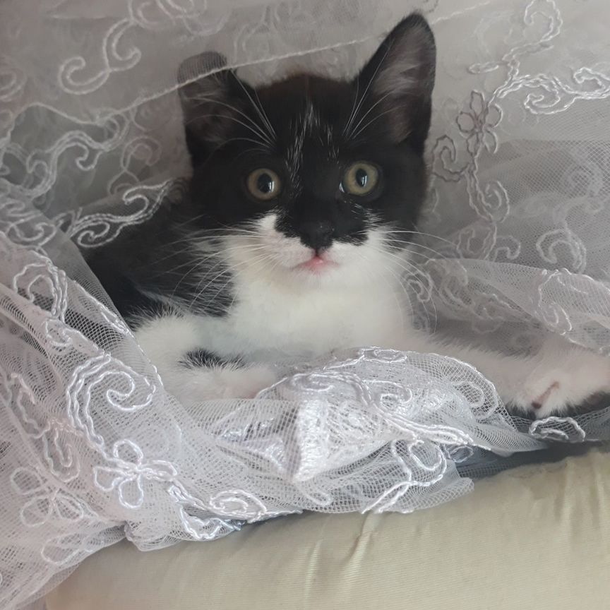 Котенок в добрые руки