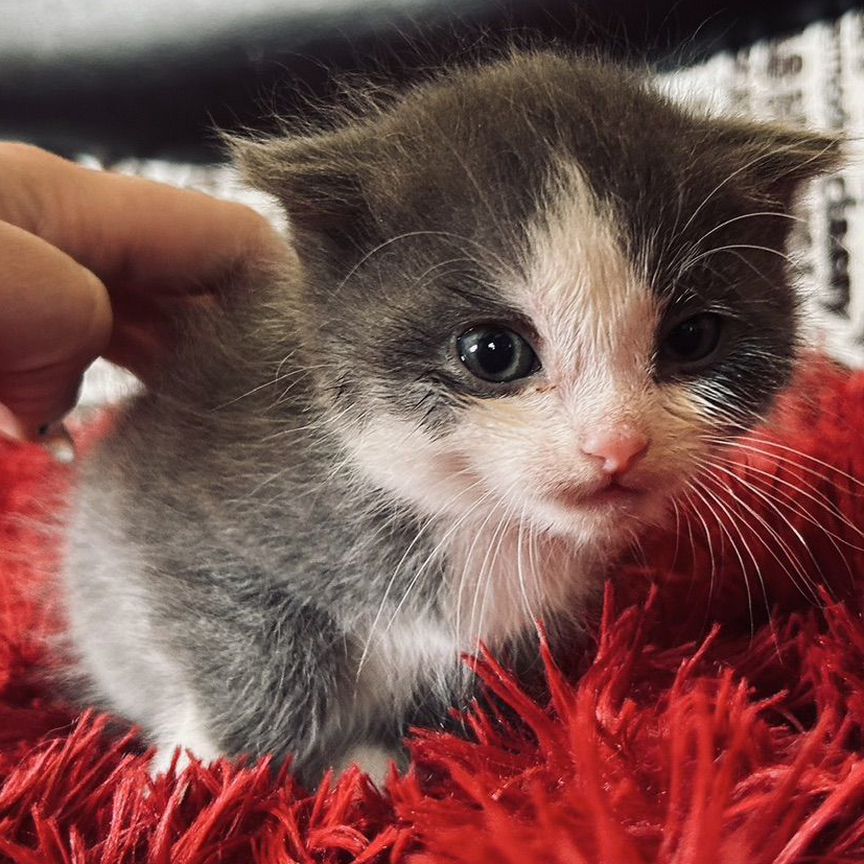 Шотландский вислоухий короткошёрстный котёнок