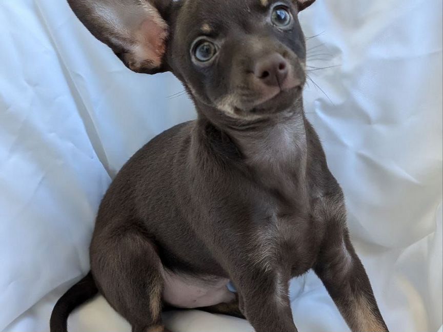 Щенок тойтерьер мини