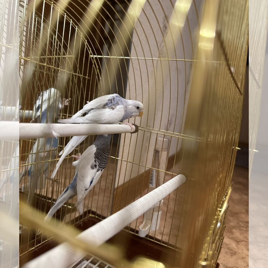 Волнистый попугай с клеткой