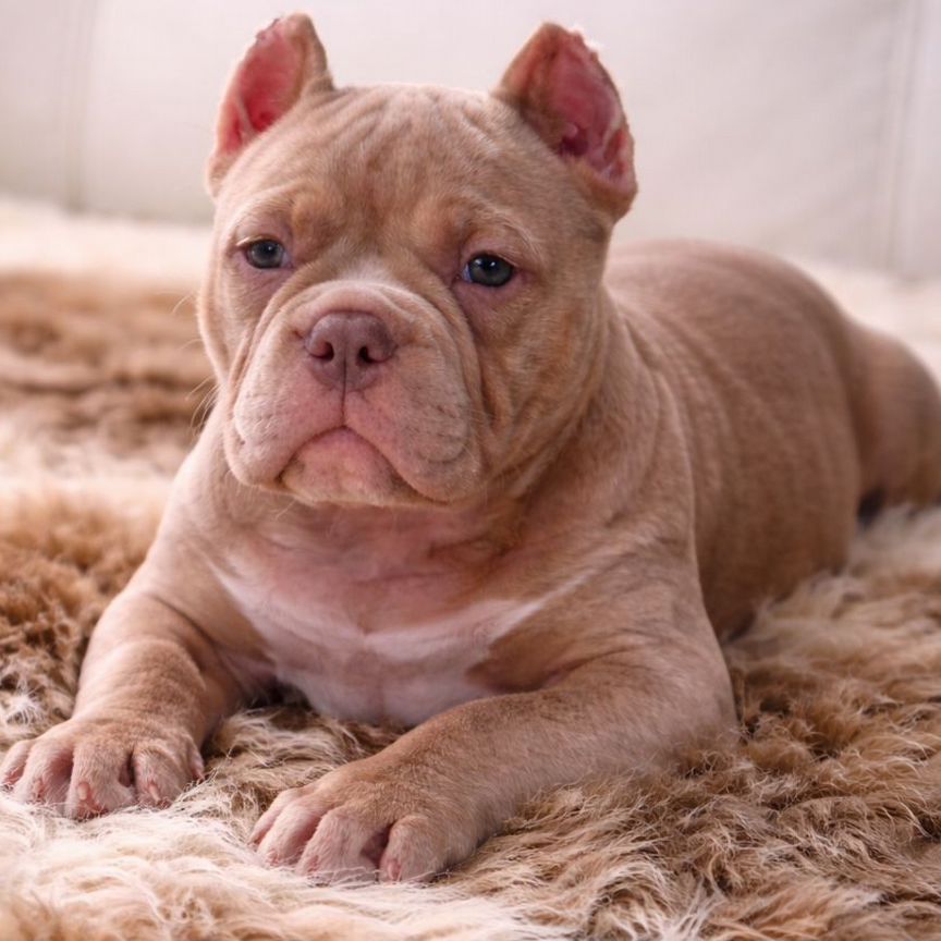 Американский булли, щенок