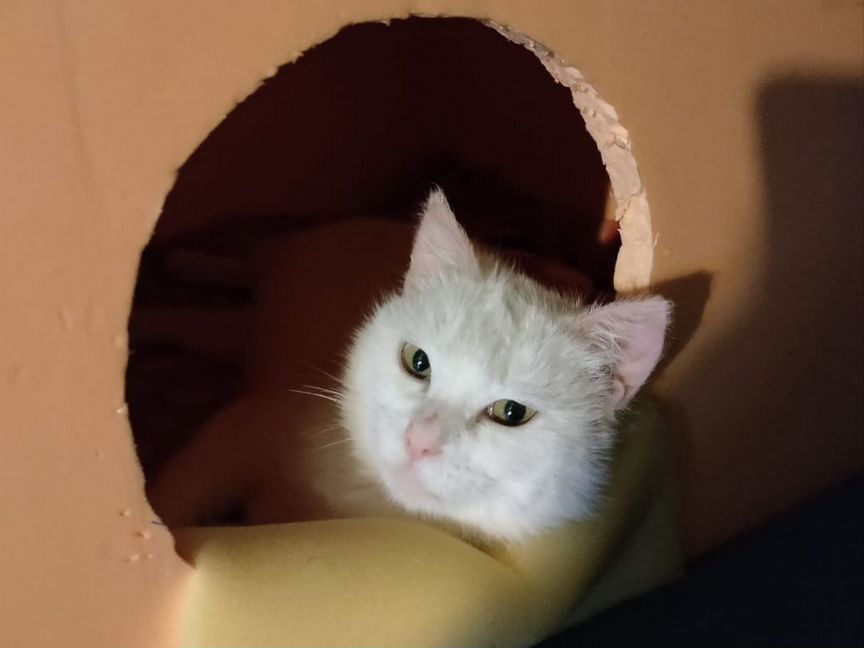 На рынок выкинули белоснежную кошку