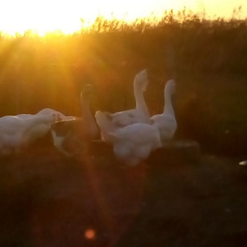 Гуси Холмогоры семья