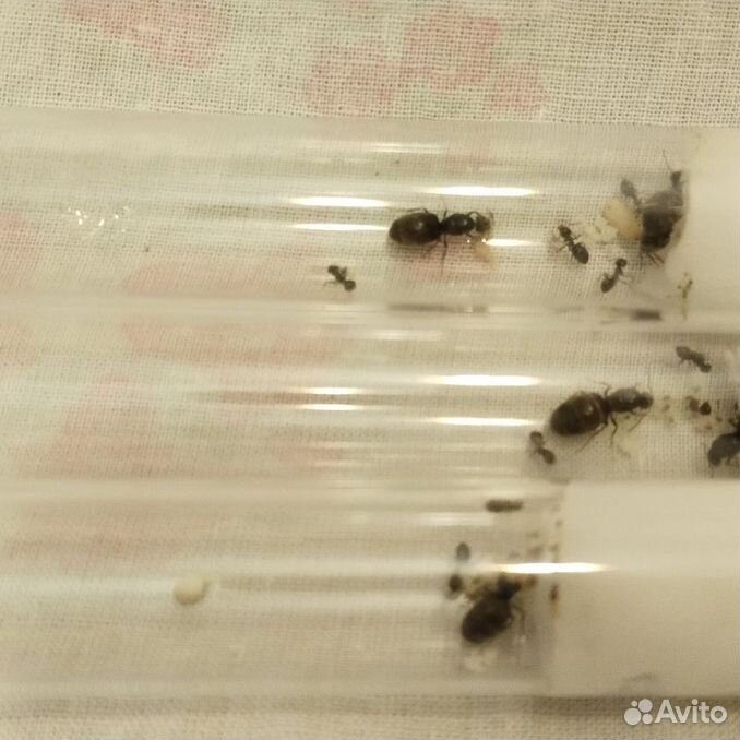 Муравьи Lasius Niger
