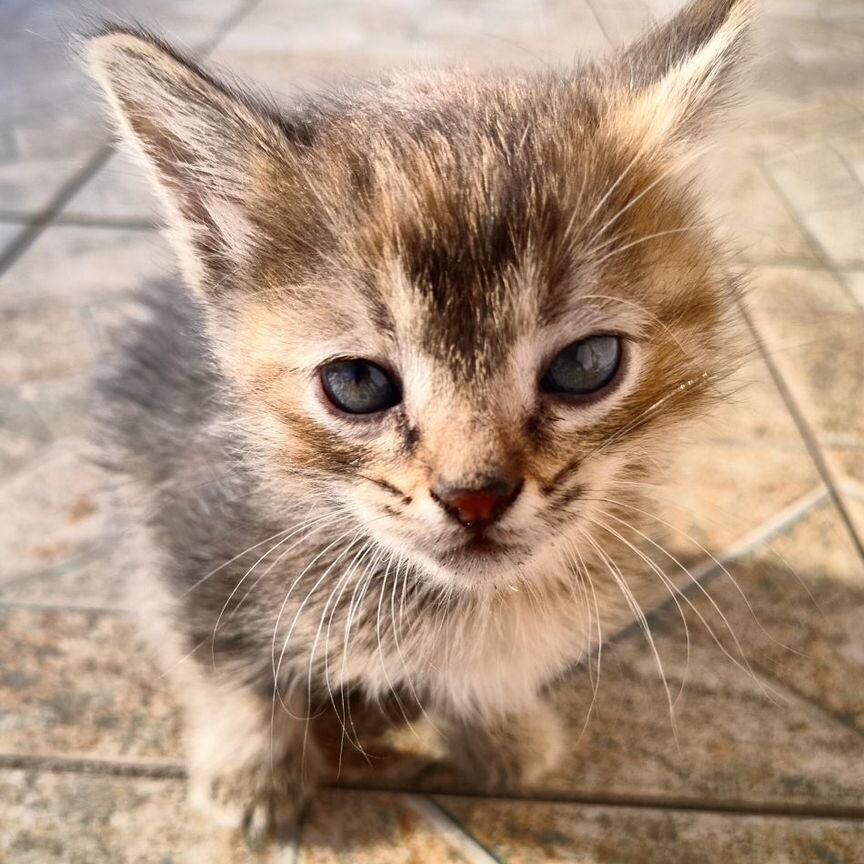Котята в добрые руки бесплатно