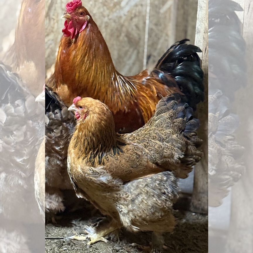 Инкубационное яйцо