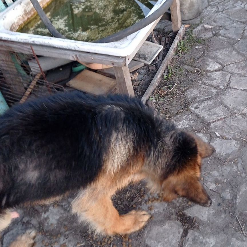 Немецкая овчарка