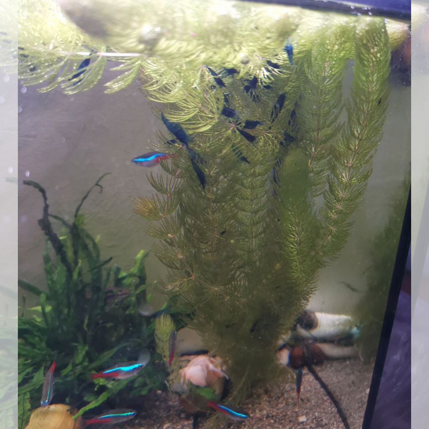 Креветки синие для аквариума