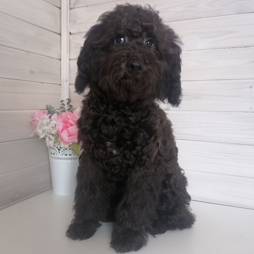 Пудель, щенок