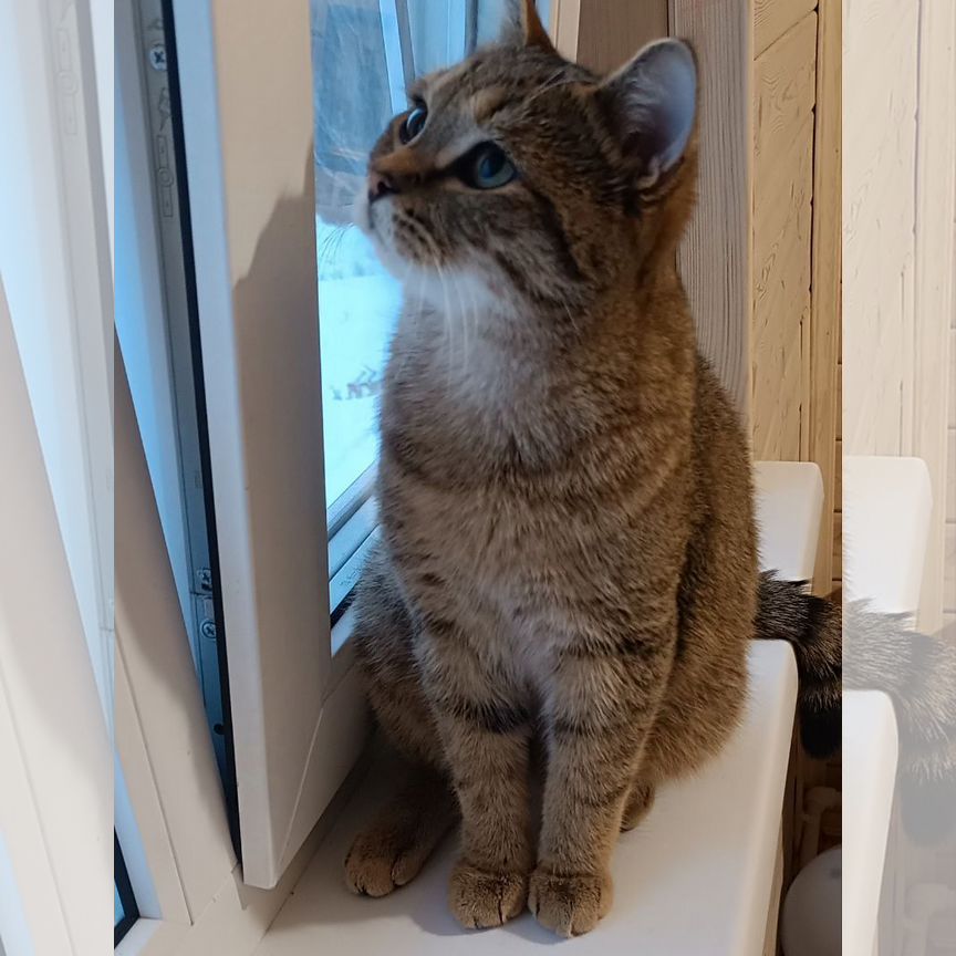 Кот в добрые руки