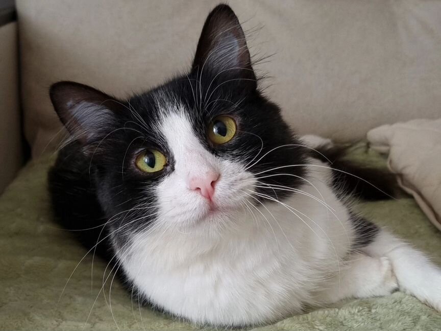 Кот