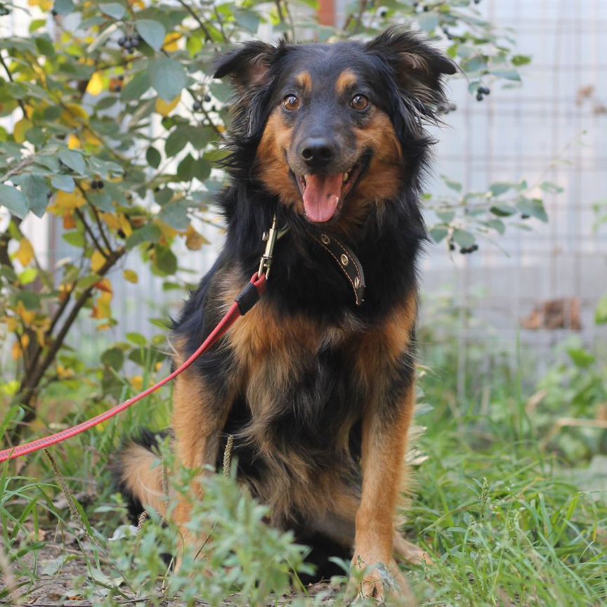 Взрослый пёс в добрые руки