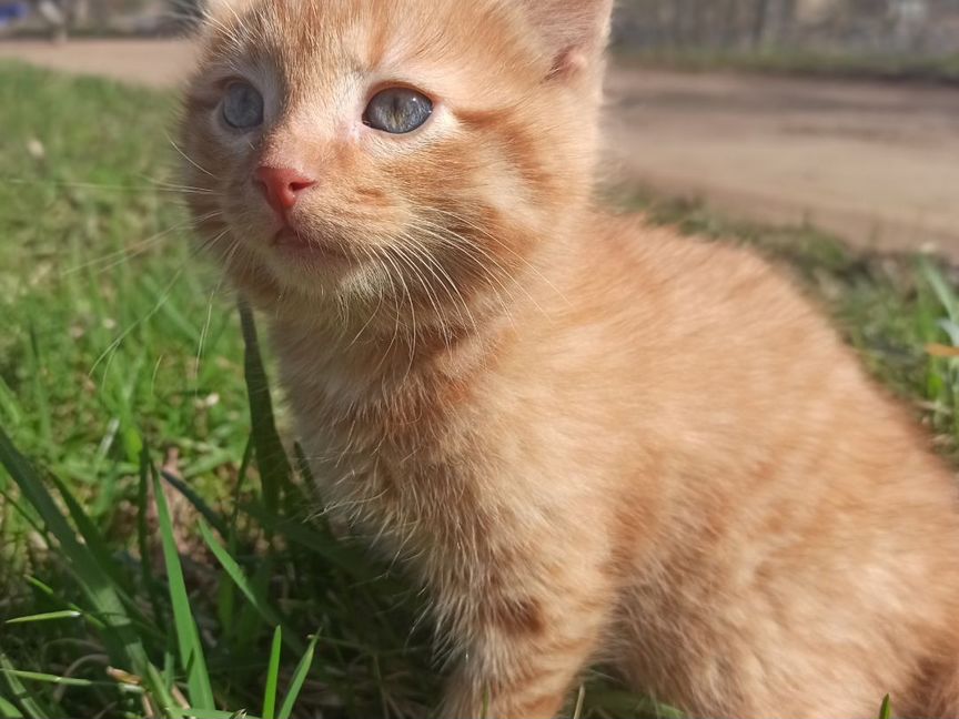 Рыжий котенок в добрые руки бесплатно