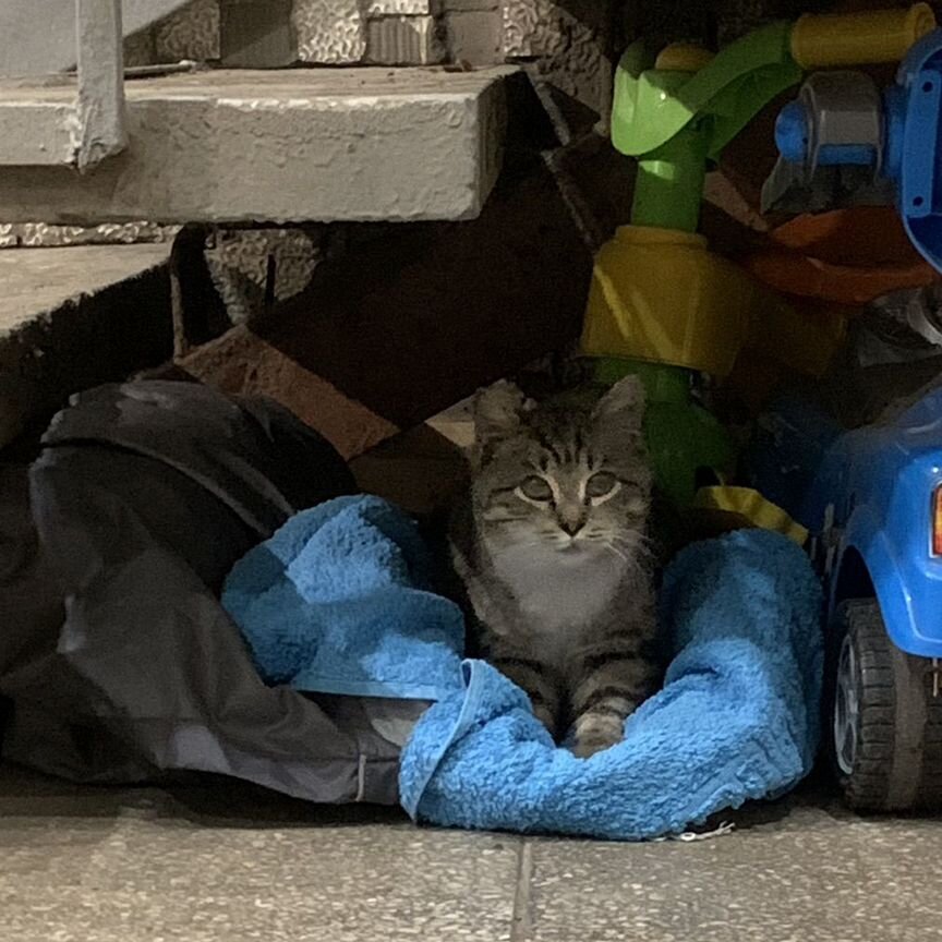 Нашелся котенок