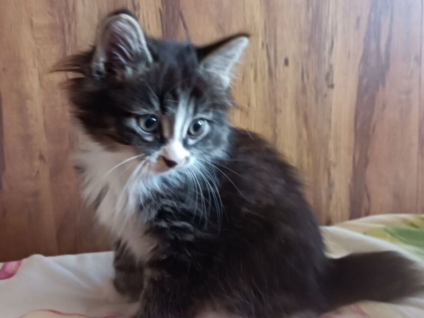 Котик-бобтейл