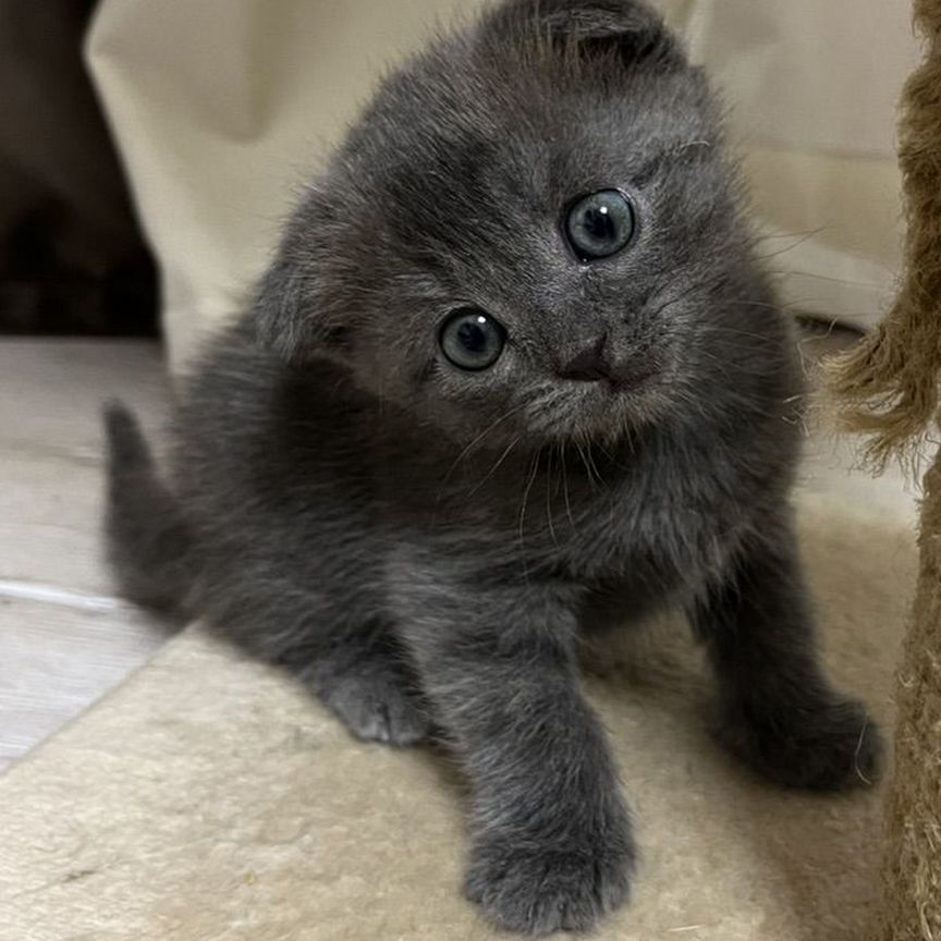 Шотландский вислоухий короткошёрстный котёнок