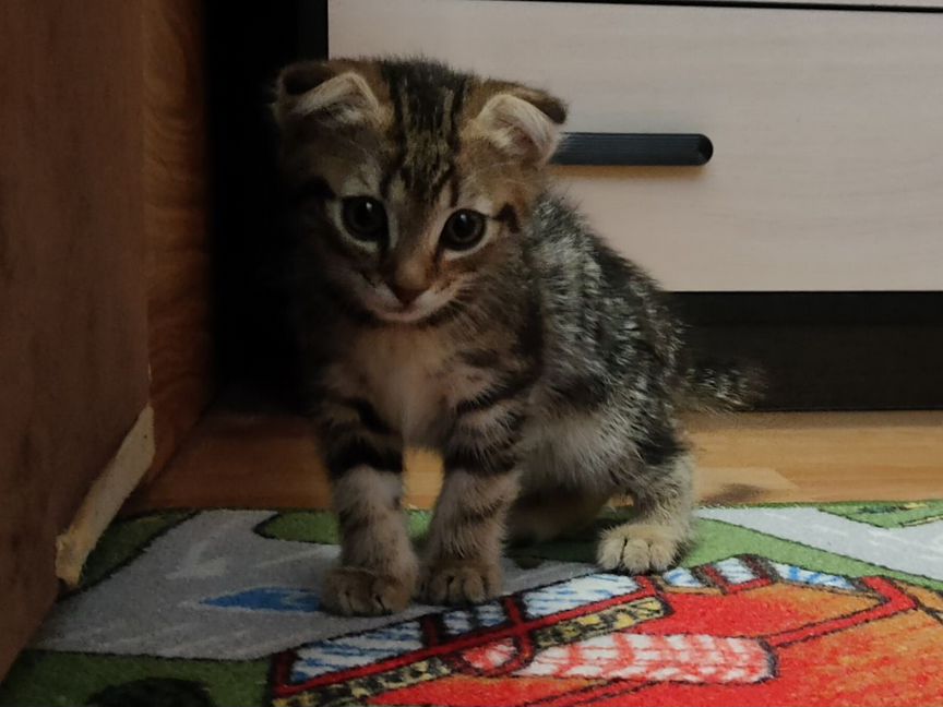 Шотландский вислоухий котенок