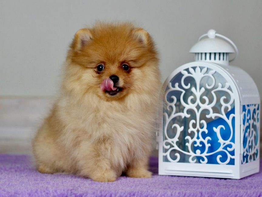 Щенки шпица с документами