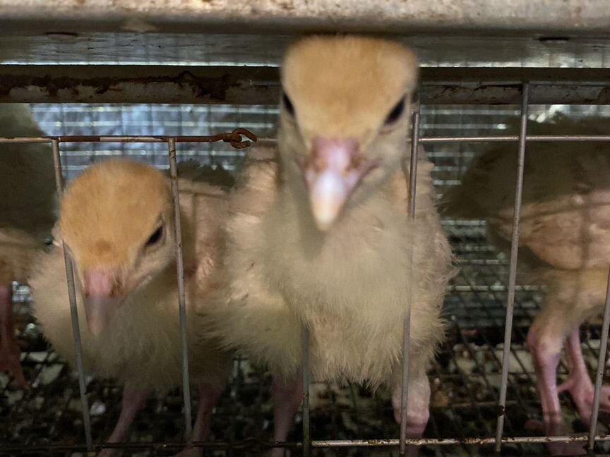 Индюшата подрощенные Биг6