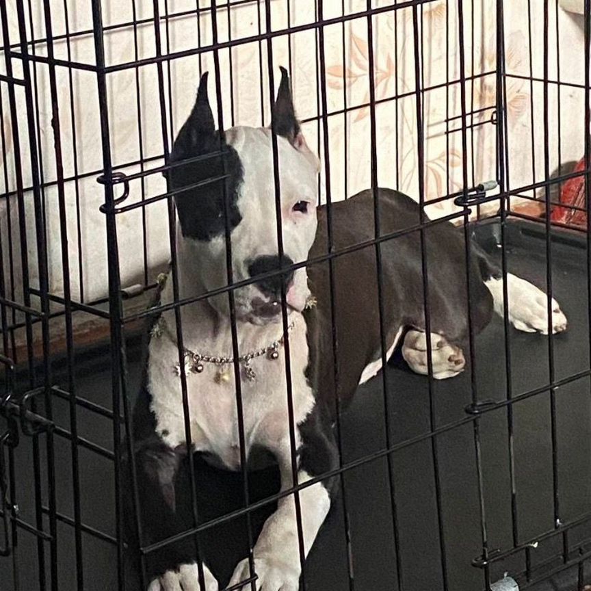 Американский стаффордширский терьер, щенок