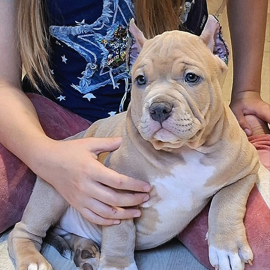 Брутал американский булли