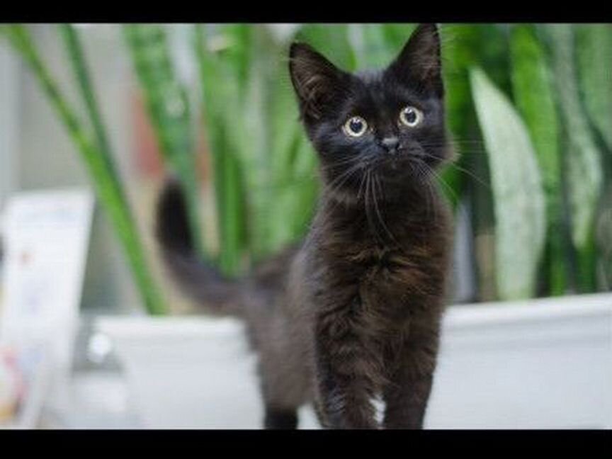 Юная красавица