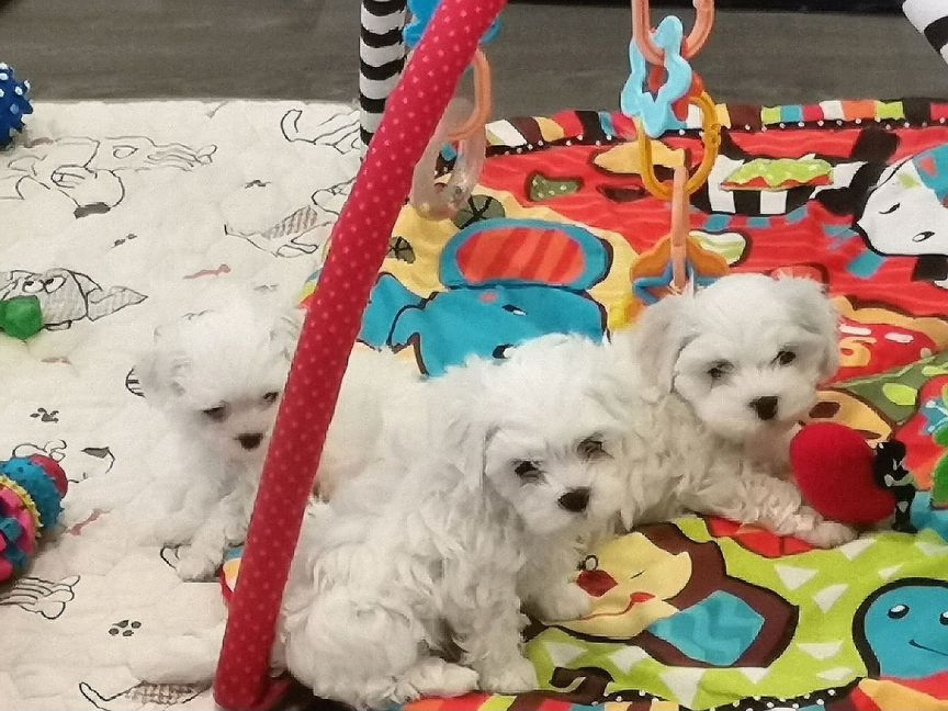 Кукольные щенки мальтезе (мальтийская болонка)