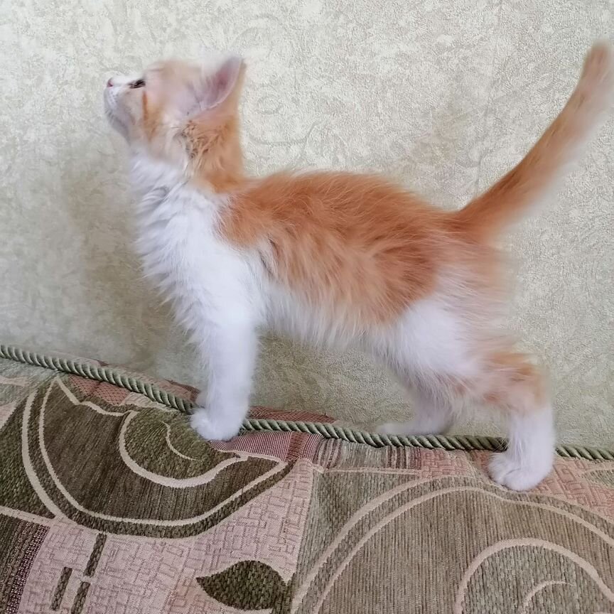 Кошка