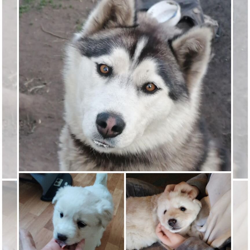Сибирский хаски
