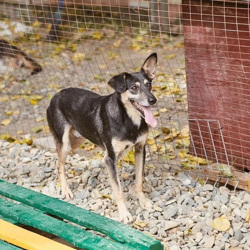 Пëс Зубастик в терпеливые руки