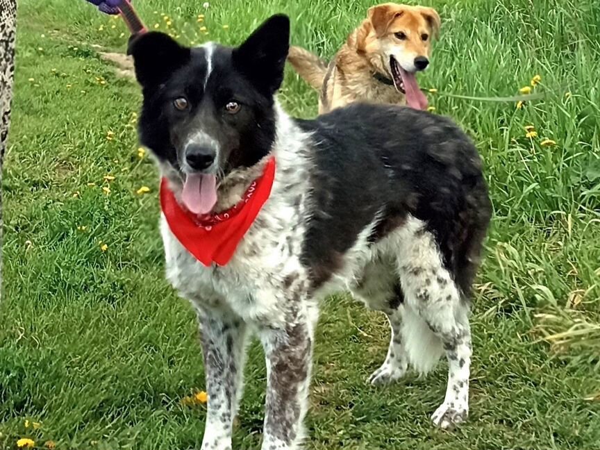 Кира - красавица