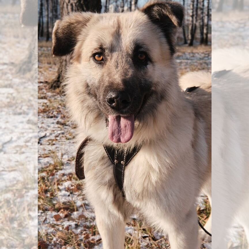 Пёс Уайт в поиске хозяев
