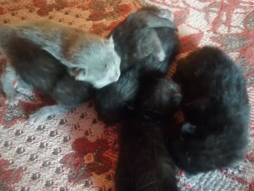 Котята в добрые руки.От матери Шотландки