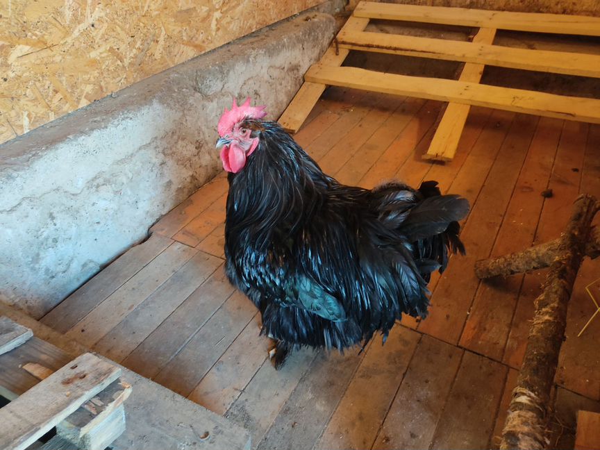 Петух джерсийский гигант